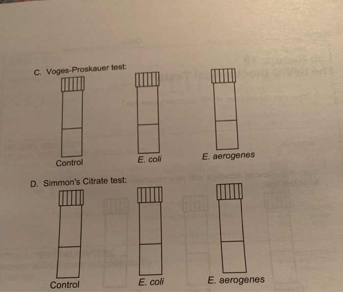 Solved C. Voges-Proskauer test: E. coli E. aerogenes Control | Chegg.com