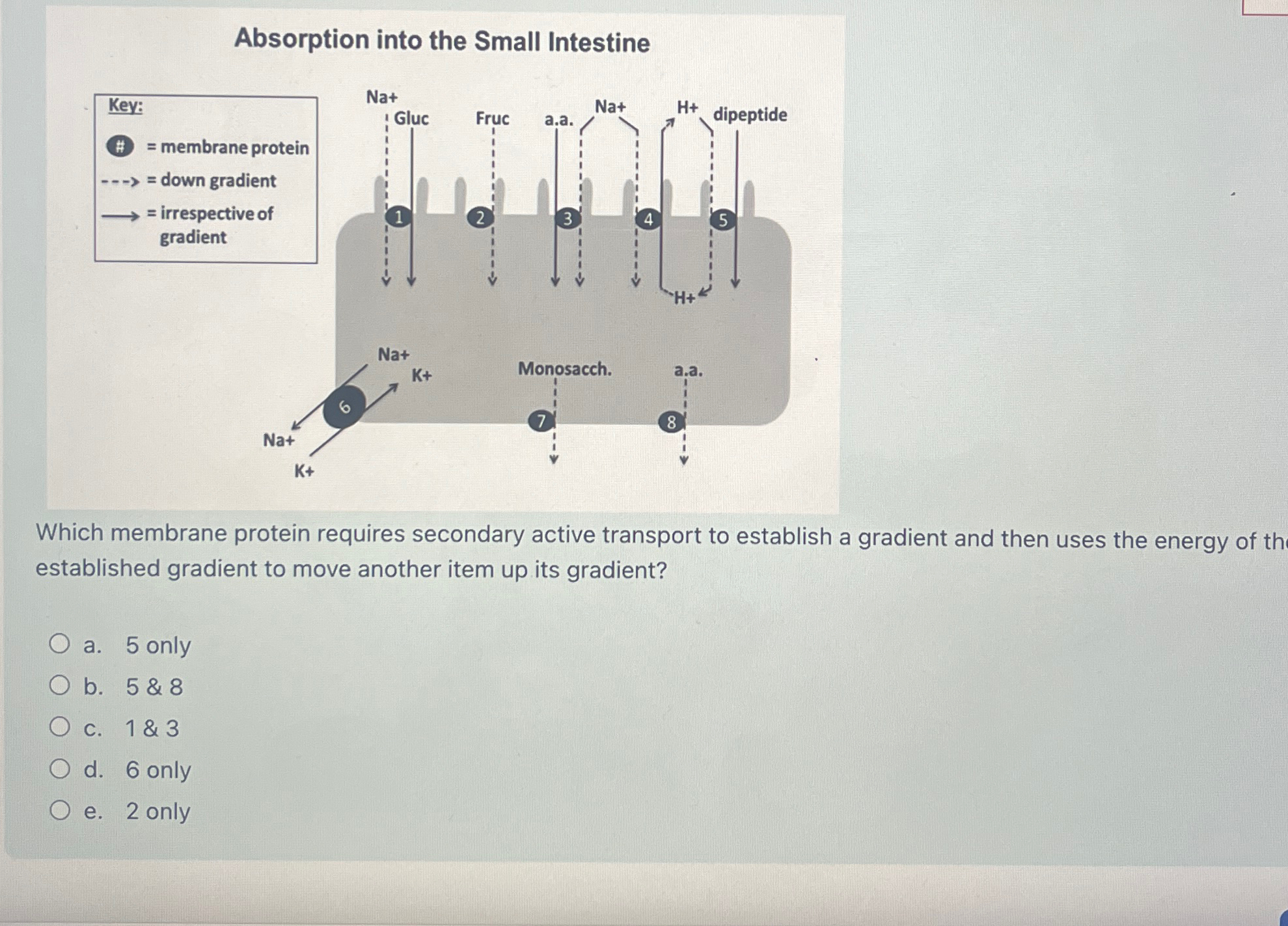 Solved Absorption into the Small IntestineWhich membrane | Chegg.com