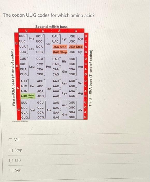 Solved The codon UUG codes for which amino acid? Val Stop | Chegg.com