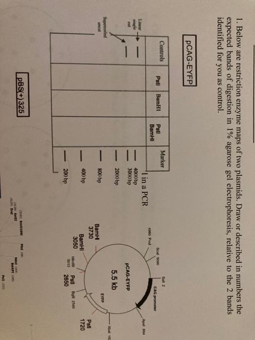 Solved 1. Below are restriction enzyme maps of two plasmids. | Chegg.com