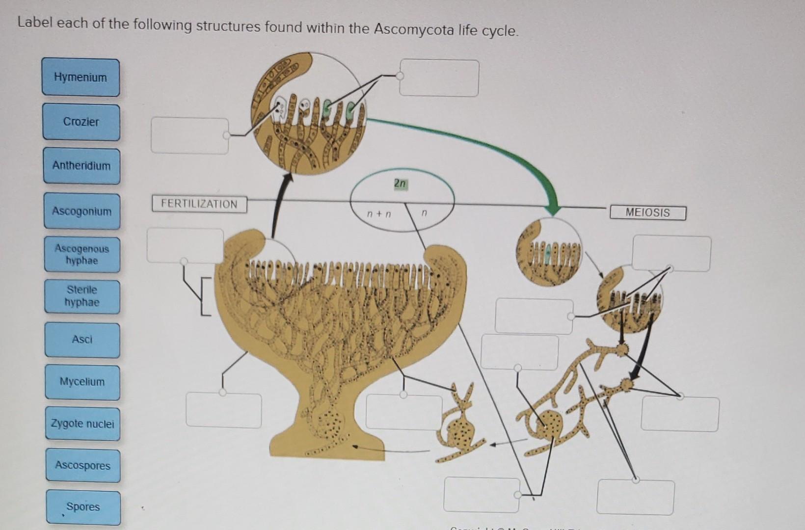 Label each of the following structures found within | Chegg.com