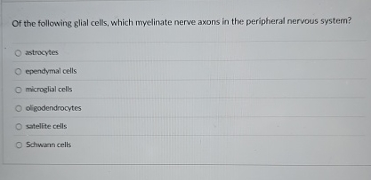 Solved Of the following glial cells, which myelinate nerve | Chegg.com