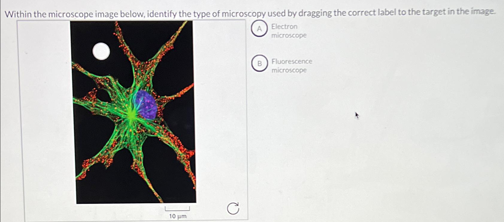 Solved Within the microscope image below, identify the type | Chegg.com