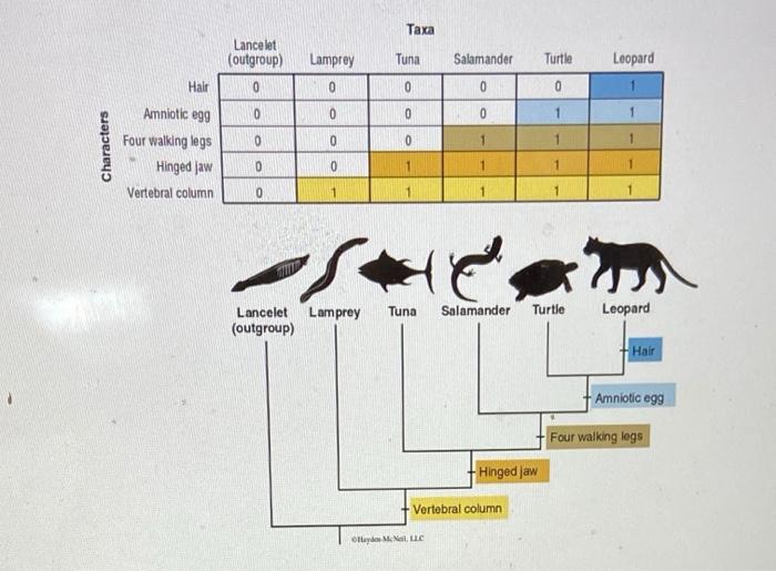 complete character matrix chart and phylogenetic tree | Chegg.com
