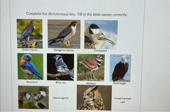 Solved Complete the dichotomous key. Fill in the birds names | Chegg.com