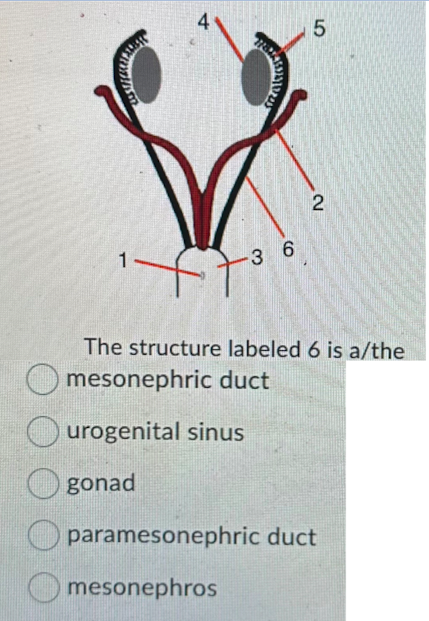 Solved The structure labeled 6 ﻿is a/themesonephric | Chegg.com