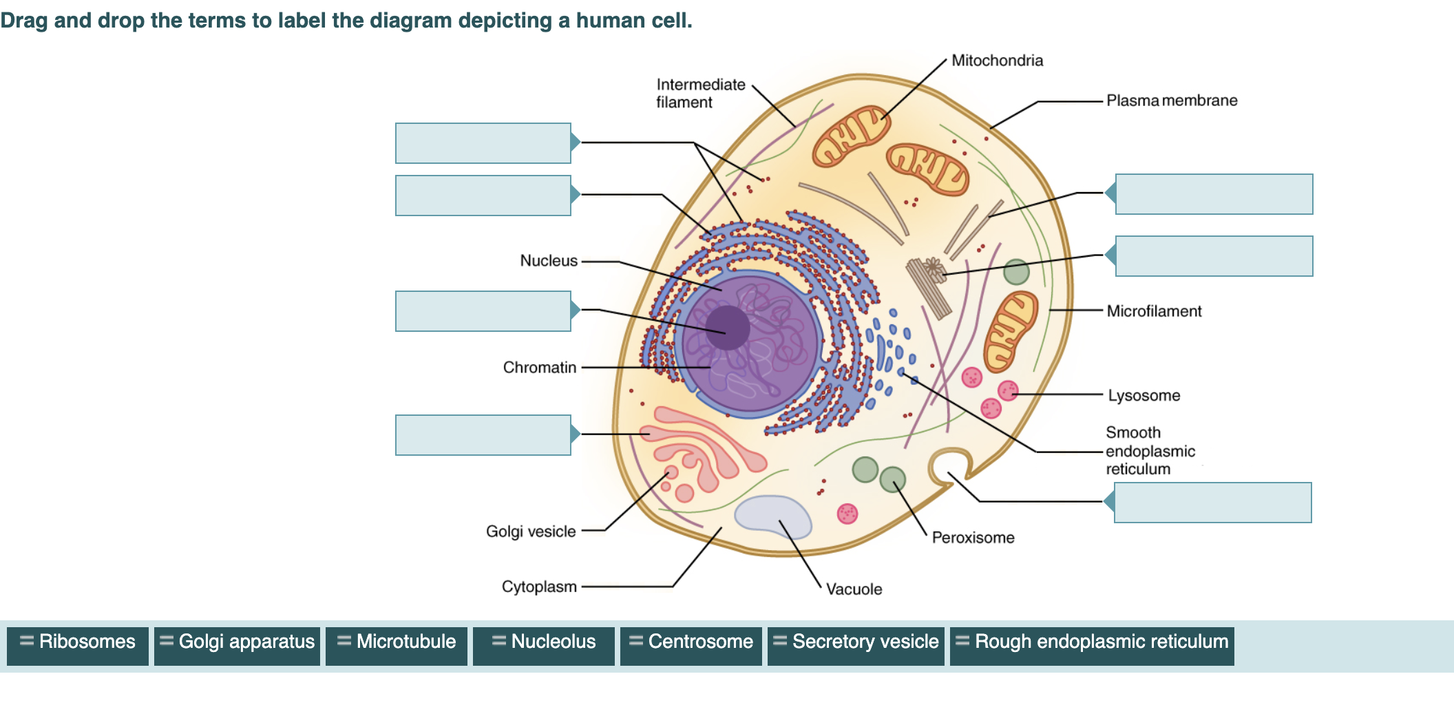 Solved Drag and drop the terms to label the diagram | Chegg.com