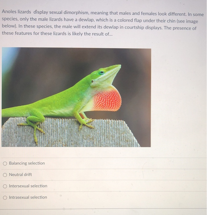 Solved Anoles lizards display sexual dimorphism, meaning | Chegg.com