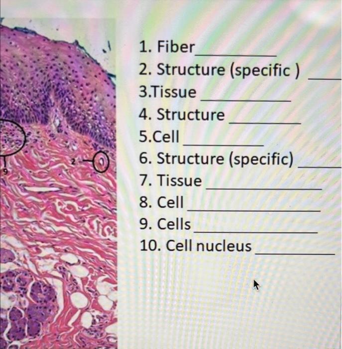 1. Fiber 2. Structure (specific) 3.Tissue 4. | Chegg.com