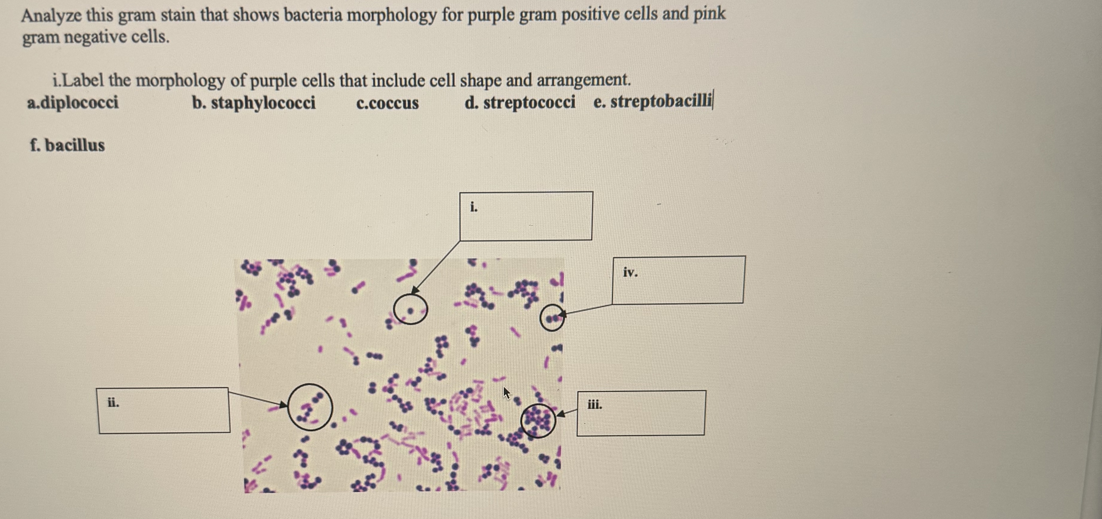 Solved Analyze this gram stain that shows bacteria | Chegg.com