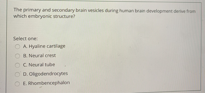Solved The primary and secondary brain vesicles during human | Chegg.com