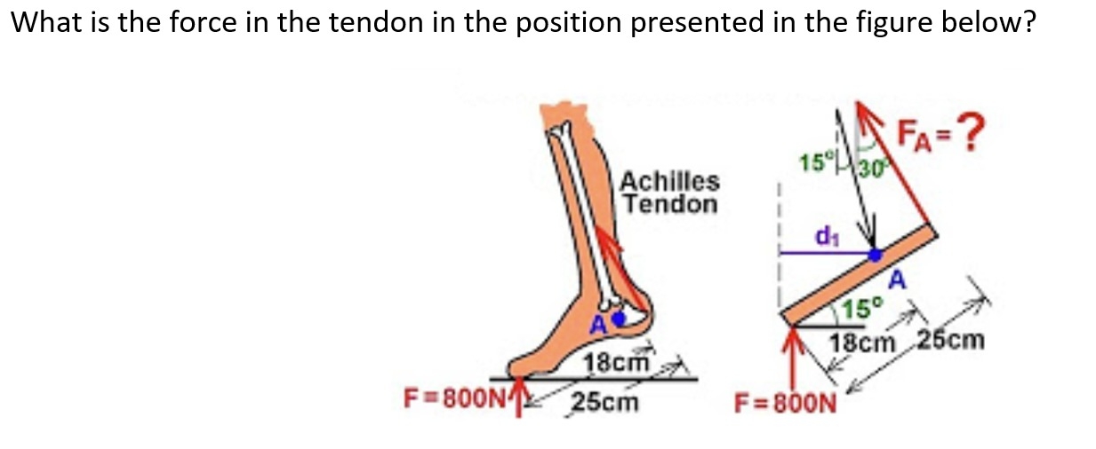Solved What is the force in the tendon in the position | Chegg.com