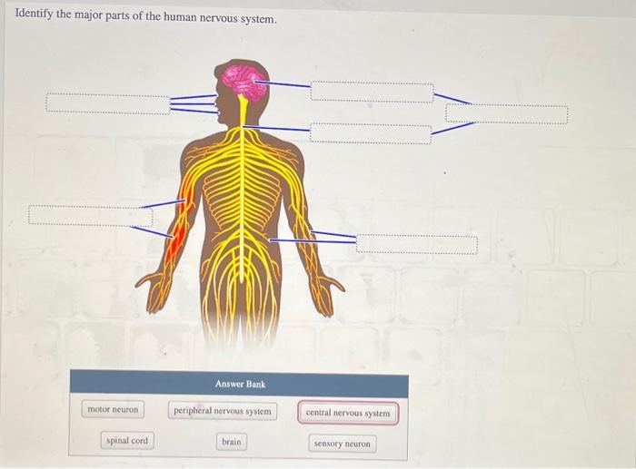 Solved Identify the major parts of the human nervous system. | Chegg.com