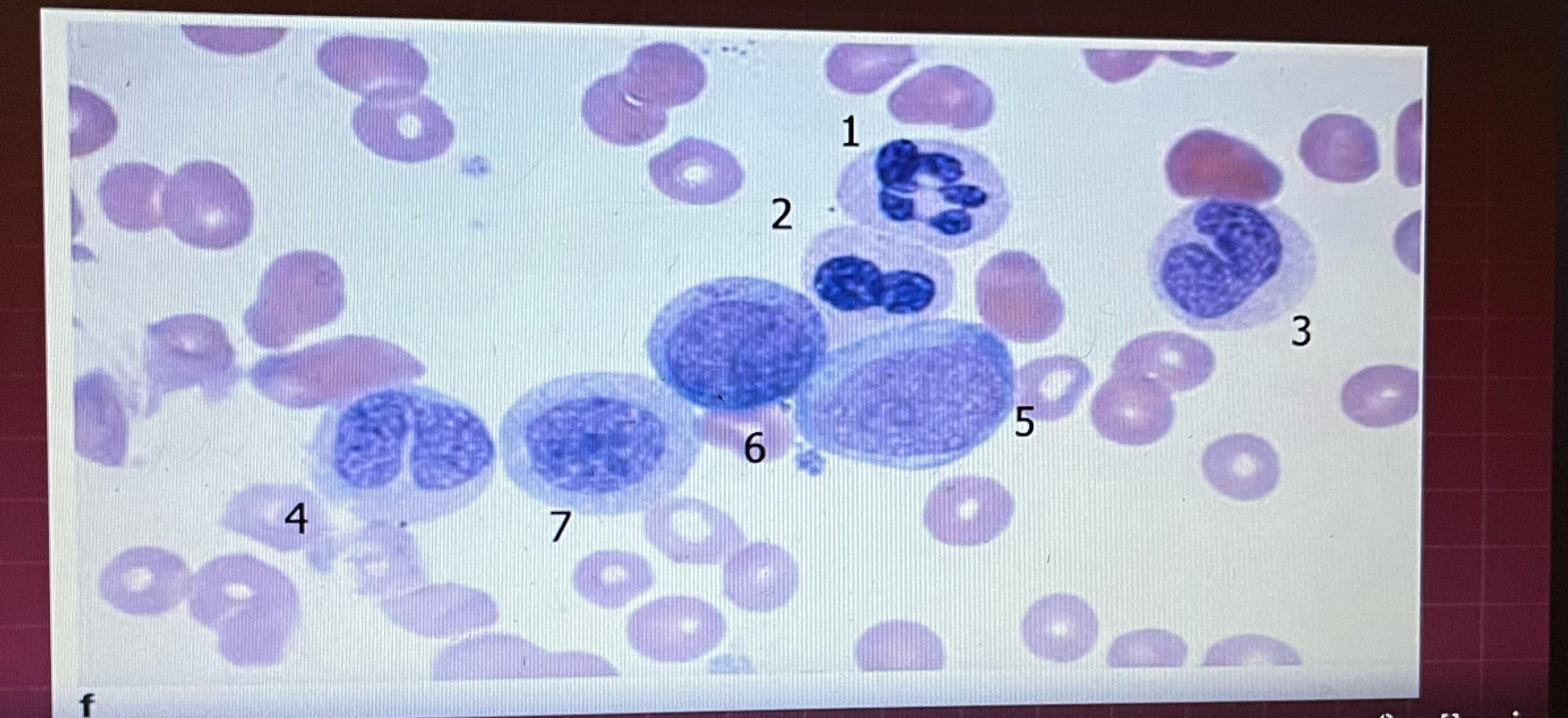 Solved Identify the cells in the picture | Chegg.com