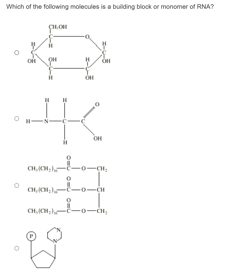 Solved Which of the following molecules is a building block | Chegg.com