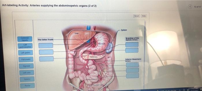 Art-labeling Activity: Arteries supplying the | Chegg.com