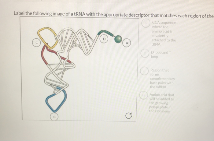 Solved in our book we are given the cloverleaf model and i | Chegg.com