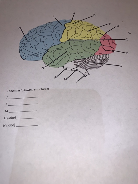 Solved Label the following structures: M O(lobe) N (lobe) | Chegg.com