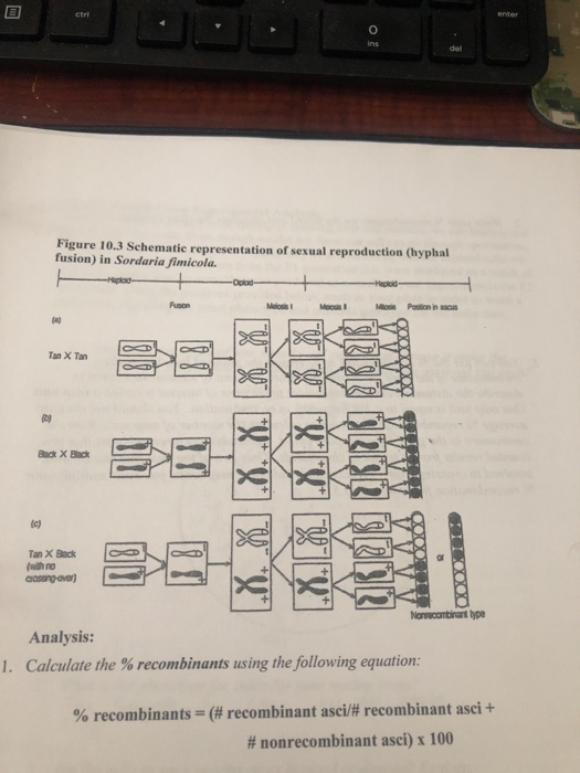 CH Figure 10.3 Schematic representation of sexual | Chegg.com