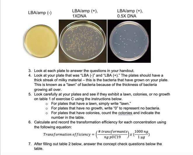 Solved Bacterial plates with varying degrees of growth 1 | Chegg.com