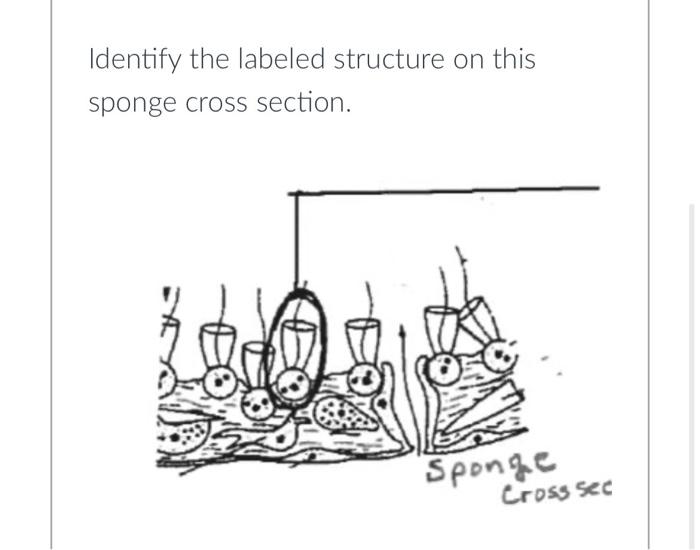 Solved Identify the labeled structure on this sponge cross | Chegg.com