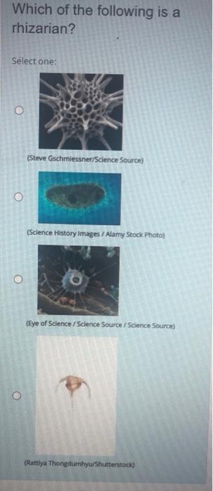 Solved Which of the following is a rhizarian? Select one: | Chegg.com