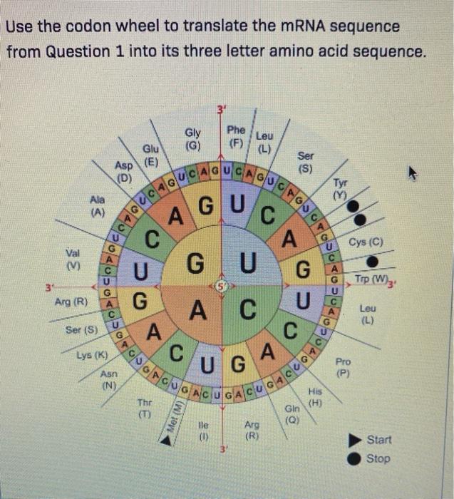 Solved Use the codon wheel to translate the mRNA sequence | Chegg.com