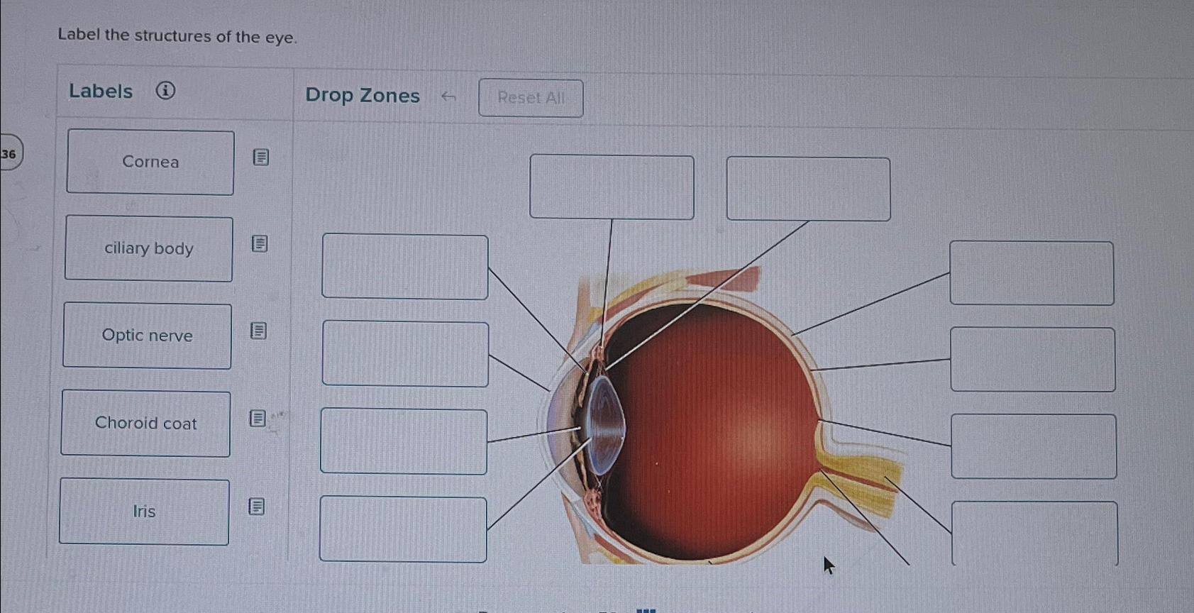 Solved Label the structures of the eye.Labels(i)Drop Zones | Chegg.com