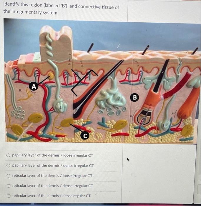 Solved Identify this region (labeled 'B') and connective | Chegg.com