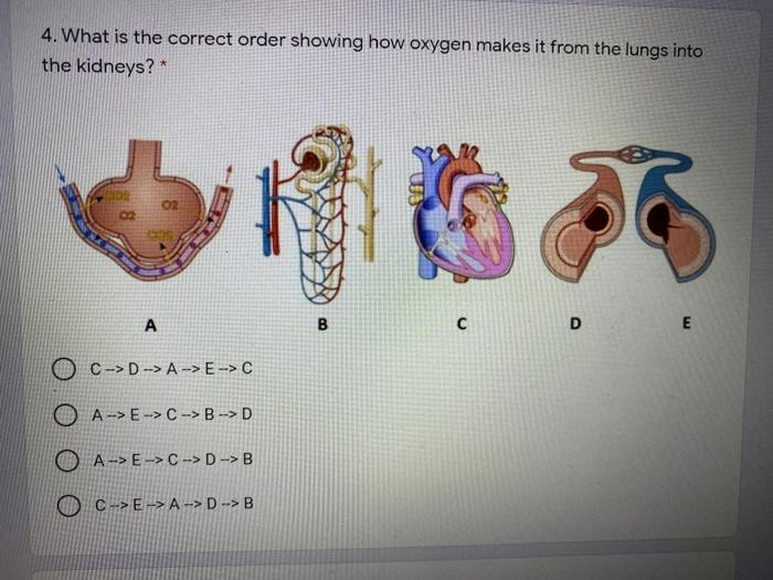 Solved 4. What is the correct order showing how oxygen makes | Chegg.com