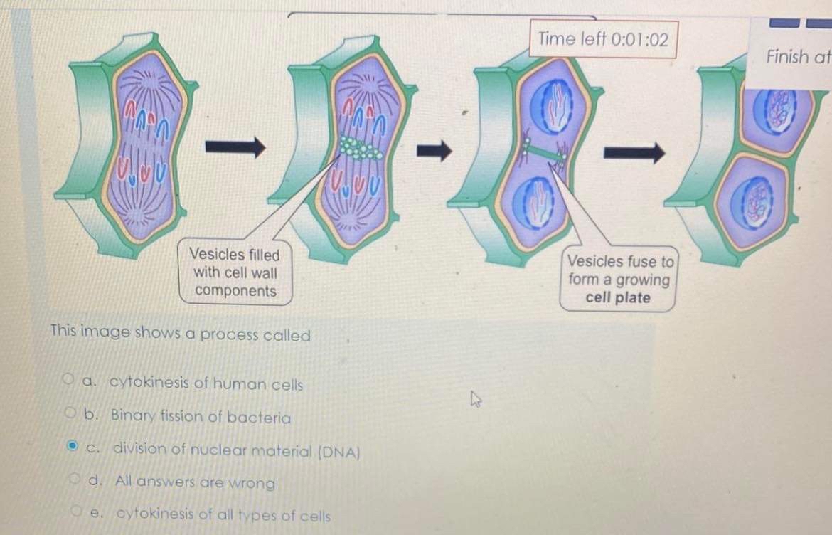 Solved This image shows a process calleda. ﻿cytokinesis of | Chegg.com