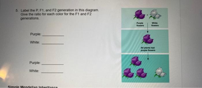 Solved 5. Label the P.F1, and F2 generation in this diagram. | Chegg.com
