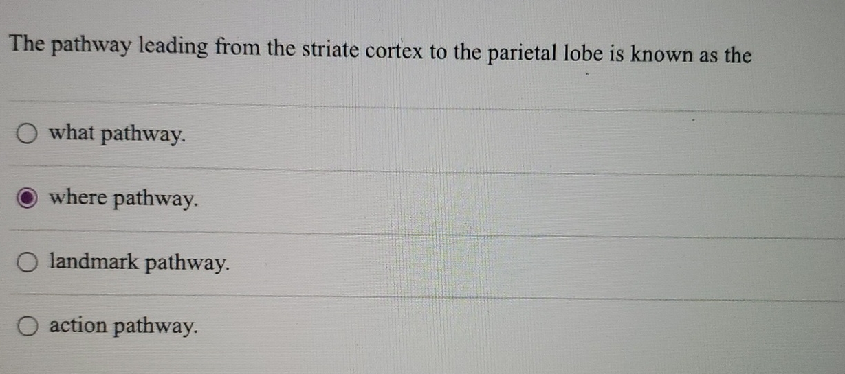 Solved The pathway leading from the striate cortex to the | Chegg.com