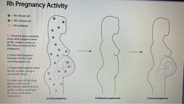 Solved Rh Pregnancy Activity Rh-blood cell - Rh+blood cell Y | Chegg.com