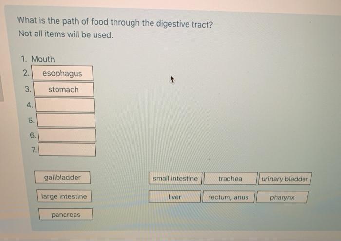 Solved What is the path of food through the digestive tract? | Chegg.com