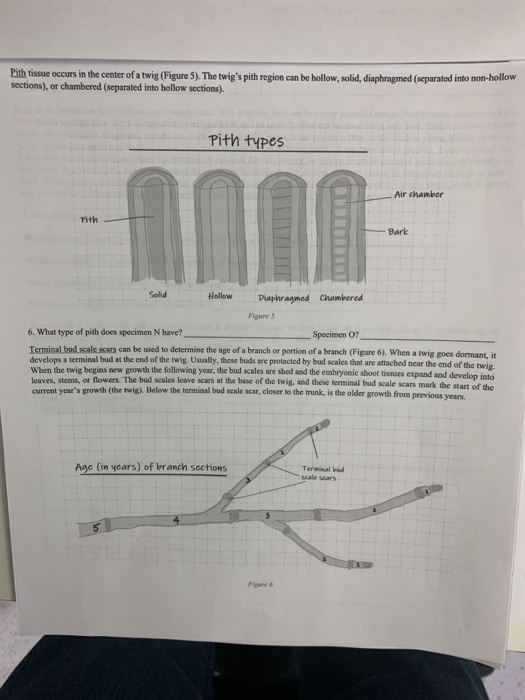 Solved Figure 5 6. What type of pith does specimen N have? | Chegg.com