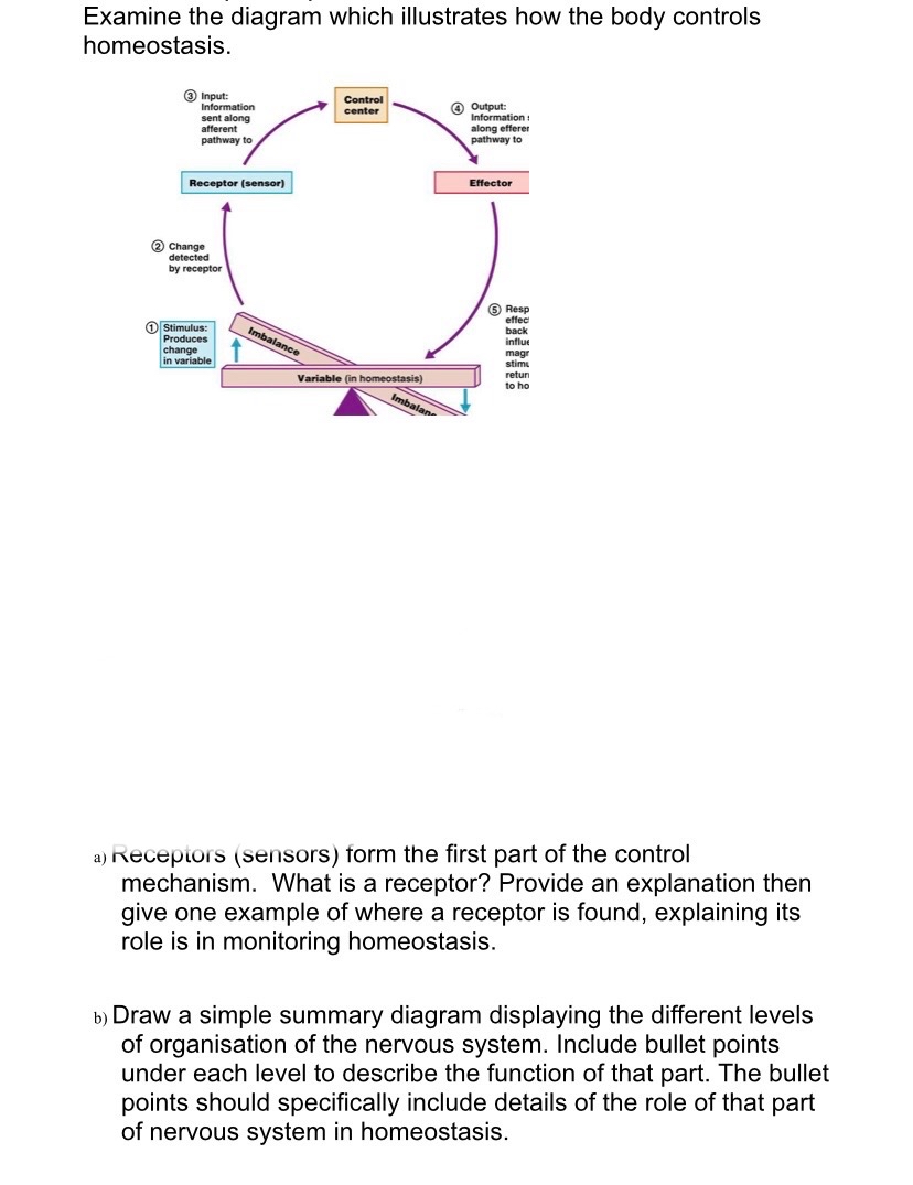 Solved Examine the diagram which illustrates how the body | Chegg.com