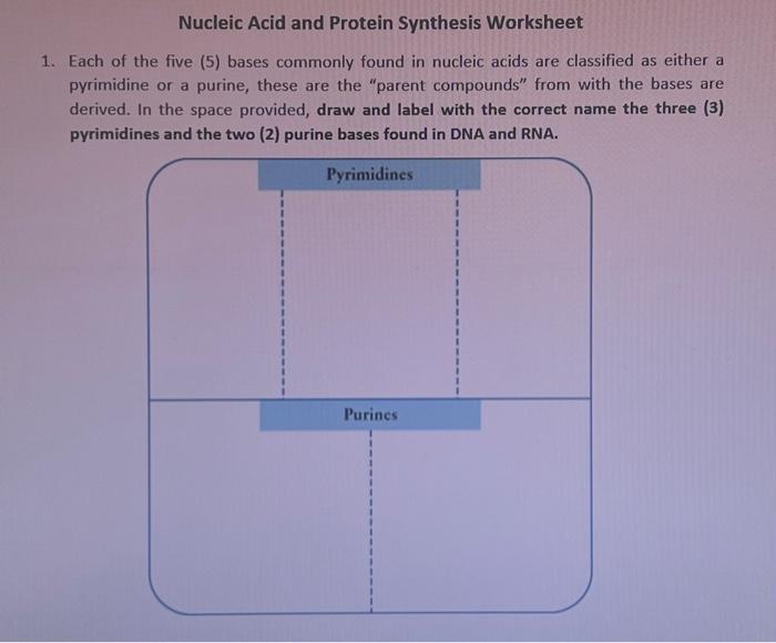 Solved Nucleic Acid and Protein Synthesis Worksheet 1. Each | Chegg.com