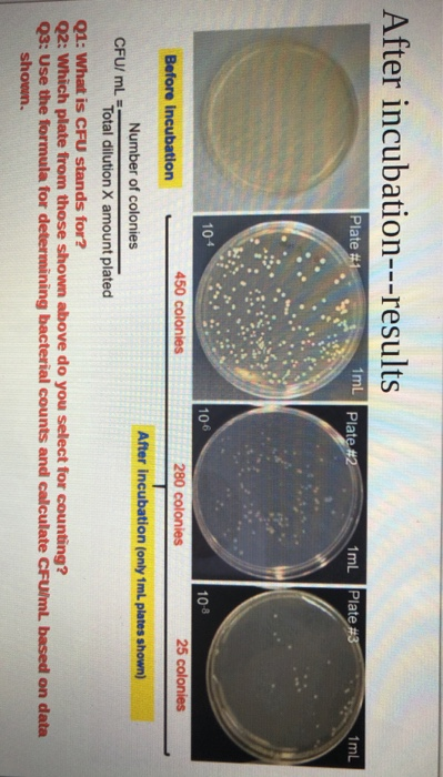 Solved After incubation---results Plate #1 1ml Plate #2 1ml | Chegg.com