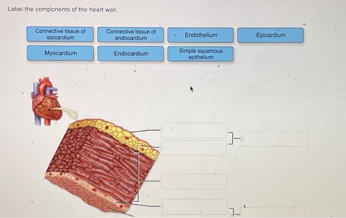 Solved Label the components of the heart wall. Connective | Chegg.com