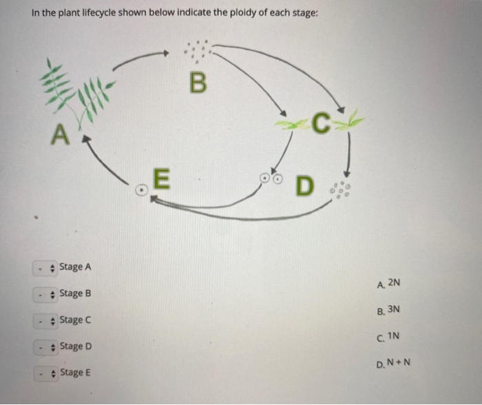 Solved In the plant lifecycle shown below indicate the | Chegg.com