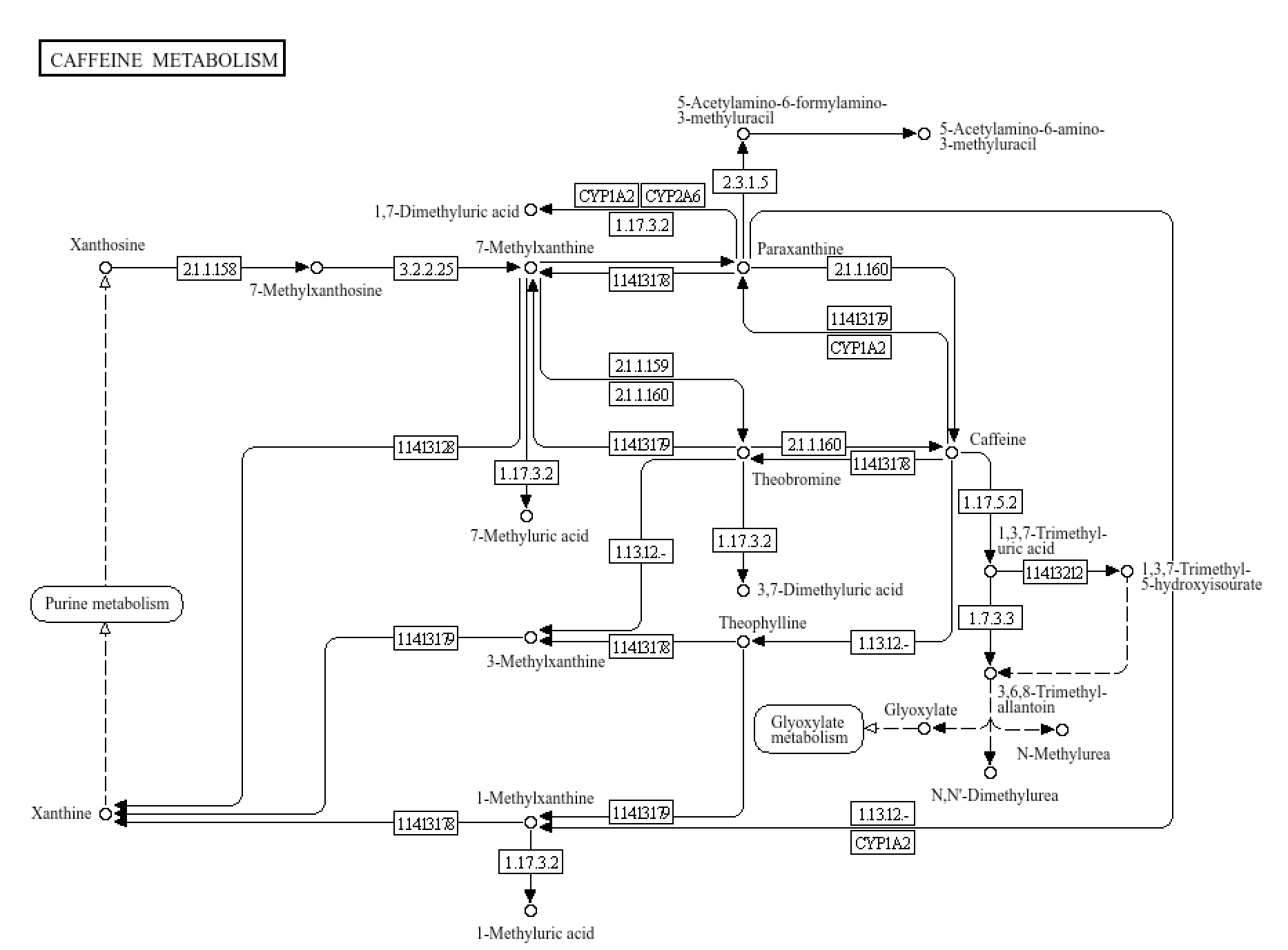 CAFFEINE METABOLISMEXPLAIN PROCESS IN DETAILS | Chegg.com CAFFEINE METABOLISMEXPLAIN PROCESS IN DETAILS | Chegg.com