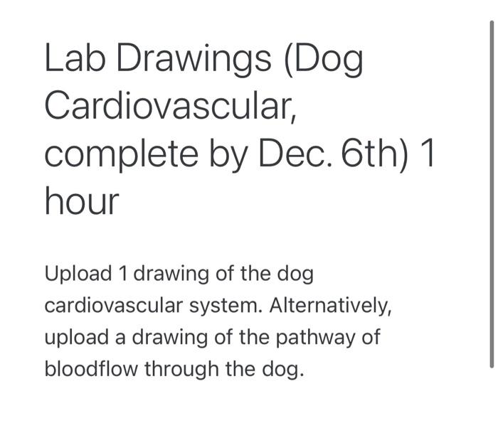 Solved Lab Drawings (Dog Cardiovascular, complete by Dec. | Chegg.com