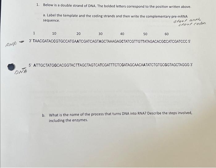 Solved 1. Below is a double strand of DNA. The bolded | Chegg.com