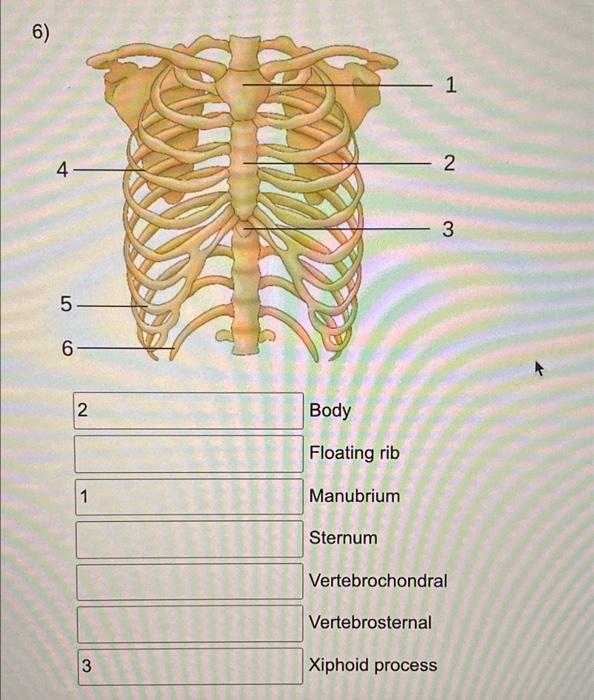 Solved 6) - 1 4- - 2 3 5 6 2 Body Floating rib 1 Manubrium | Chegg.com