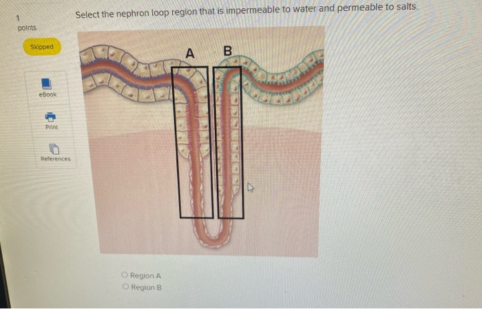 Solved 1 Select the nephron loop region that is impermeable | Chegg.com