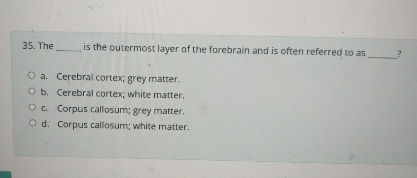 Solved The is the outermost layer of the forebrain and is | Chegg.com