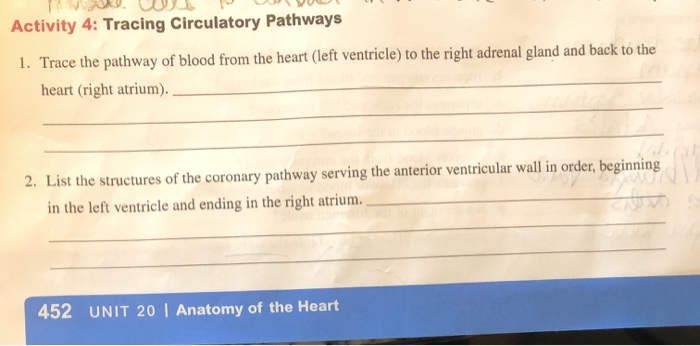 Solved Activity 4: Tracing Circulatory Pathways 1. Trace the | Chegg.com