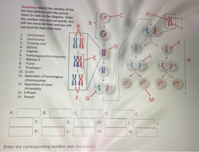 Solved Directions: Match the number of the list item (below) | Chegg.com