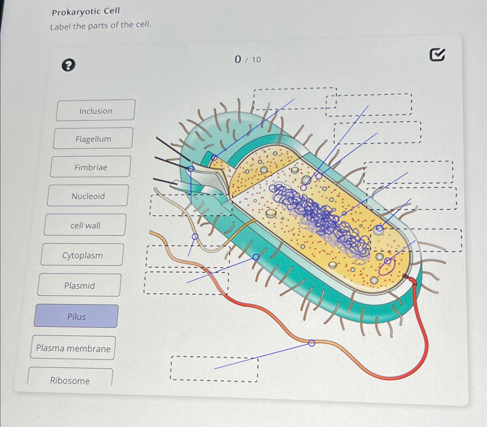 Solved Prokaryotic CellLabel the parts of the | Chegg.com